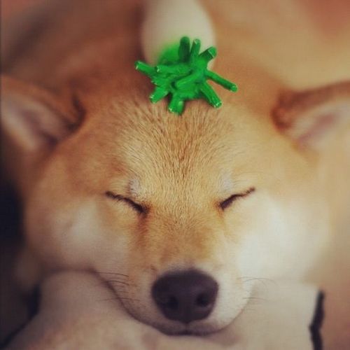 Maru, o cão japonês que encanta e atraia sorrisos pelo mundo