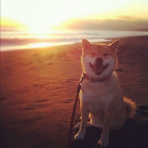 Maru, o cão japonês que encanta e atraia sorrisos pelo mundo
