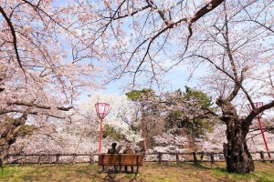 Fotos incríveis de sakura - Made in Japan